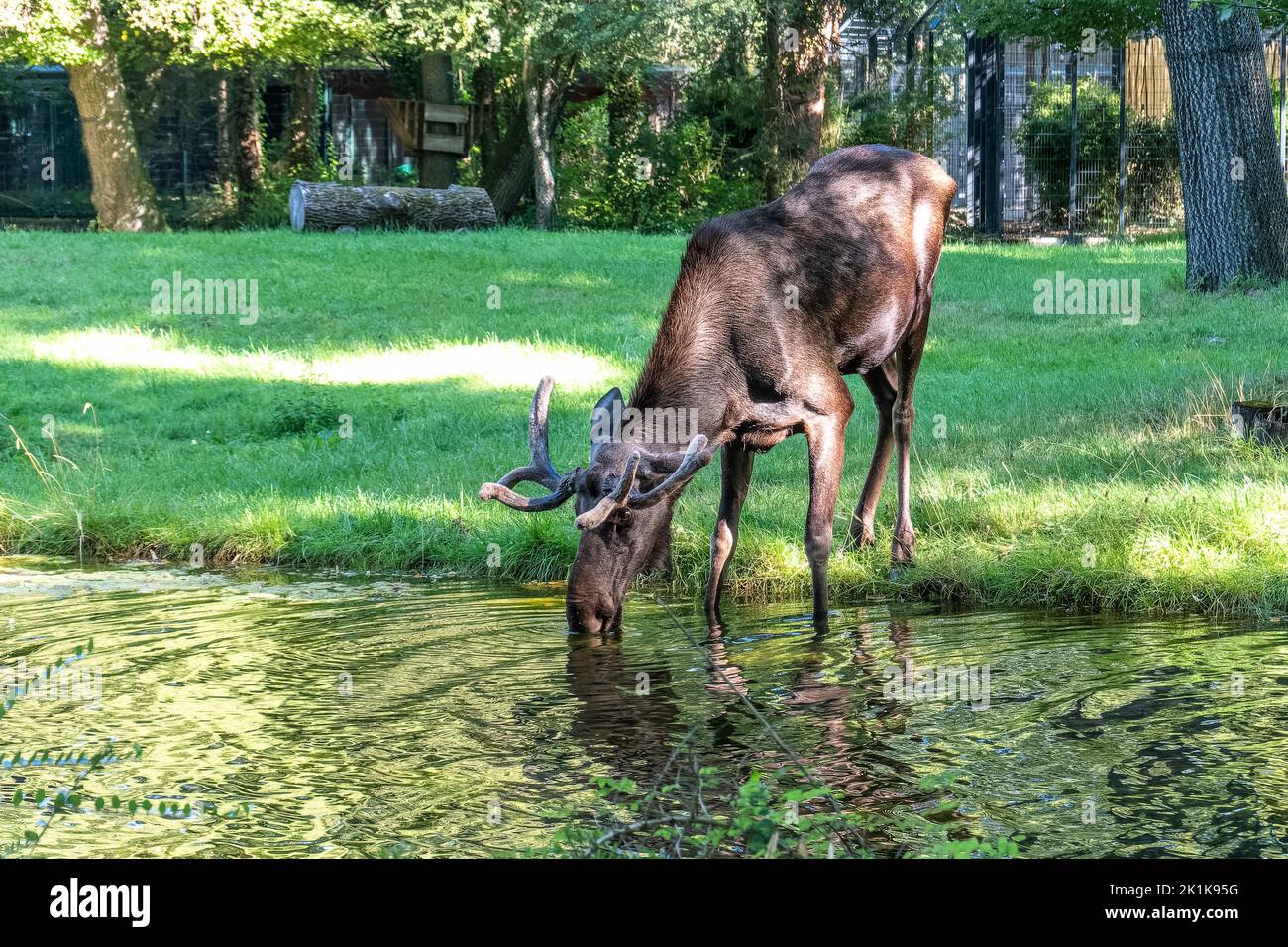 European Moose, Alces alces, also known as the elk. Wild life animal ...