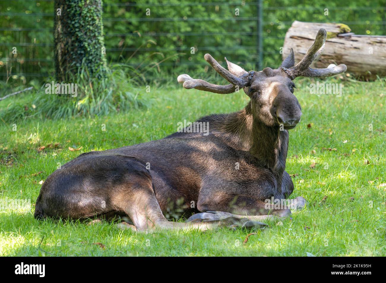 European Moose, Alces alces, also known as the elk. Wild life animal ...