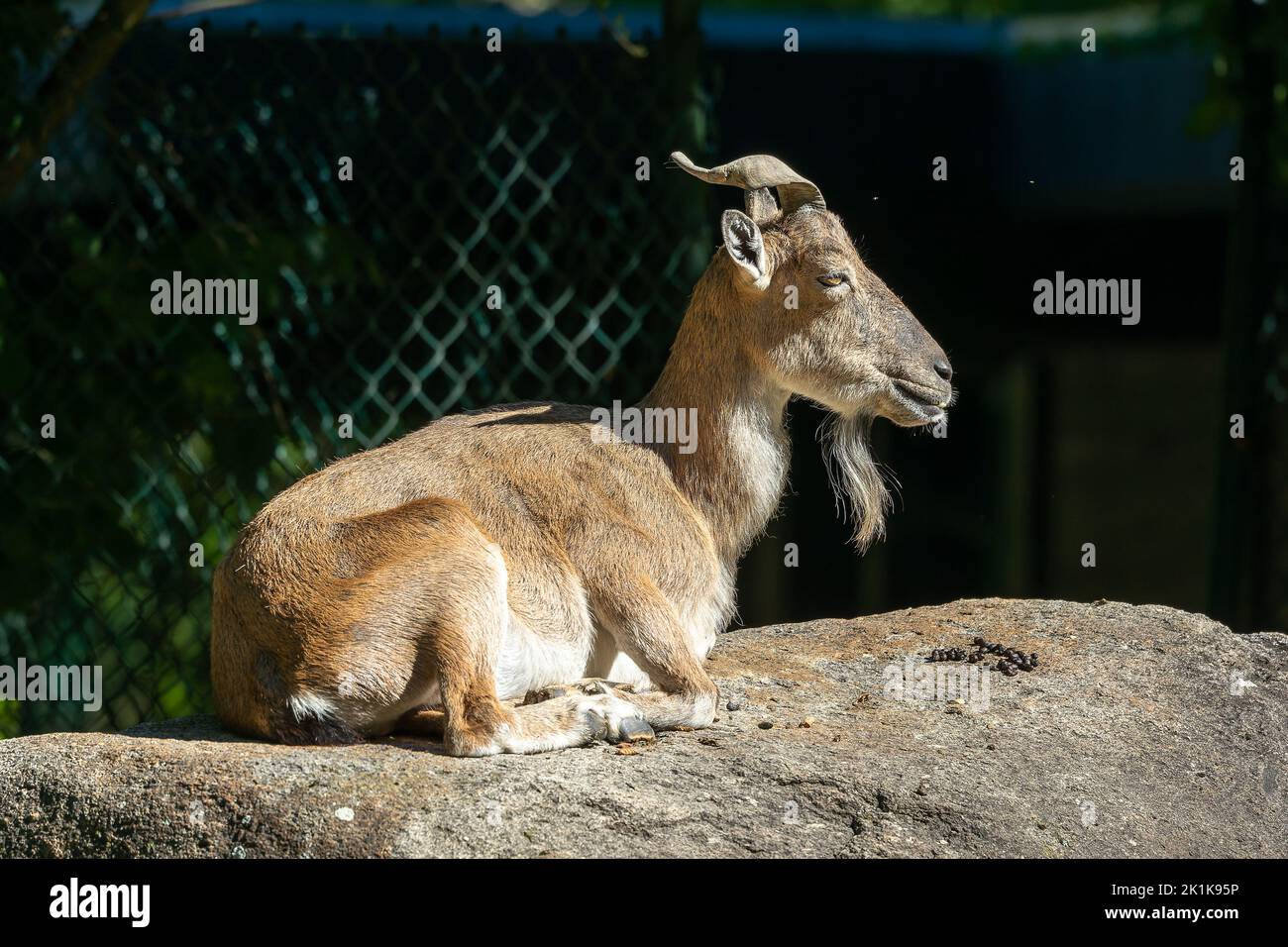 Turkmenian markhor, Capra falconeri heptneri. The name of this species ...