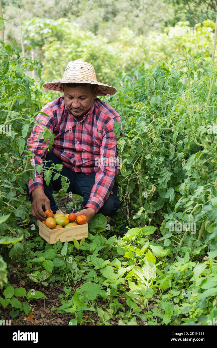 Farmer picking vine tomatoes from the orchard Stock Photo - Alamy