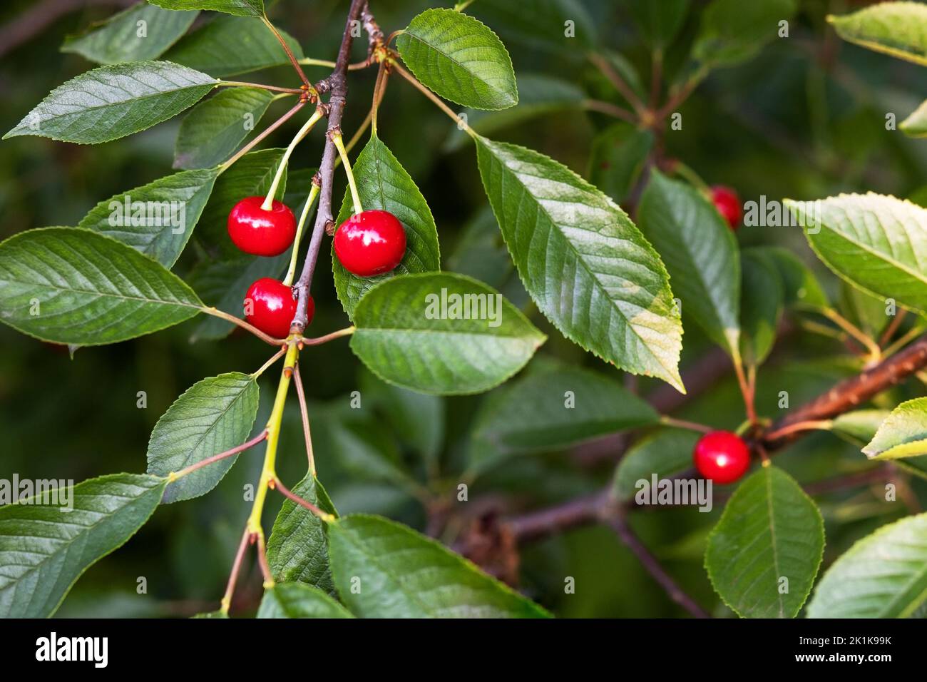 Grow garden hi-res stock photography and images - Alamy