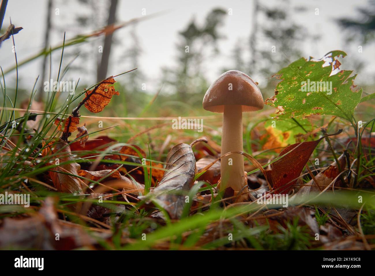 Bleeding fairy helmet mushroom (mycena haematopus) on the forest floor ...
