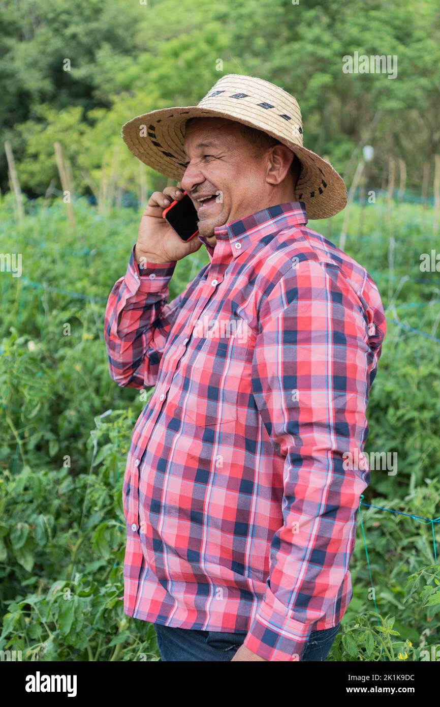 Farmer talking on cell phone while working in tomato field Stock Photo ...
