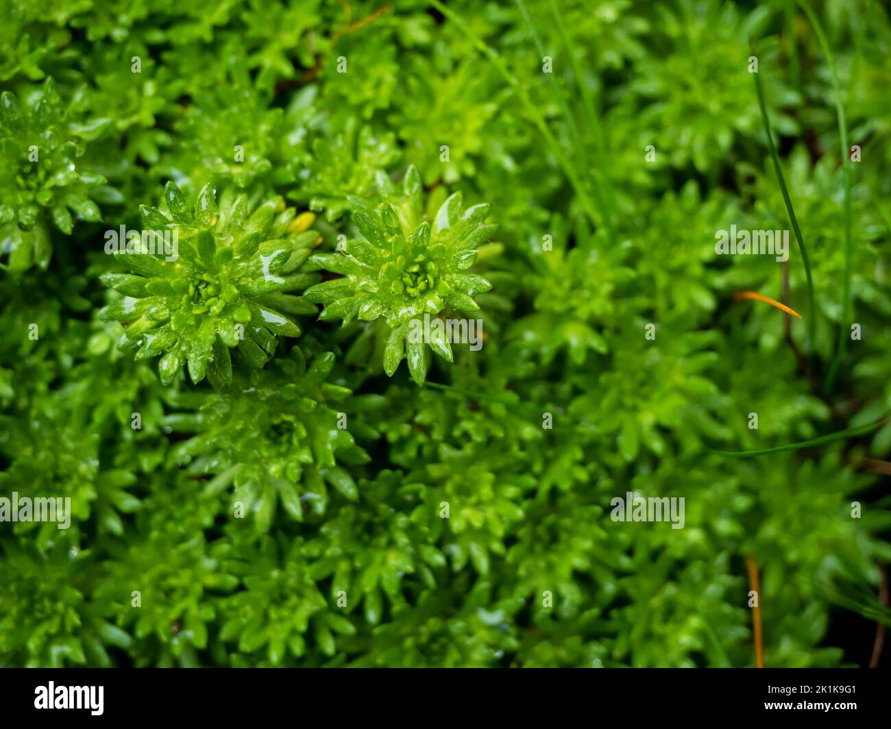stonecrop plant. sedum plant is the needle-like foliage resembling that ...