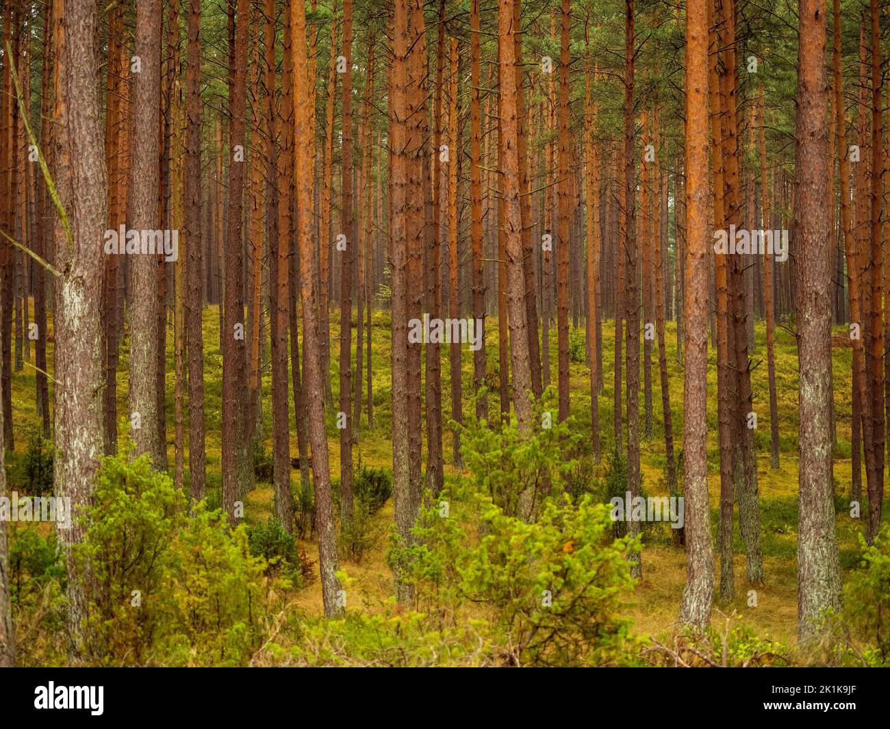 Deep tranquility pine forest hi-res stock photography and images - Alamy