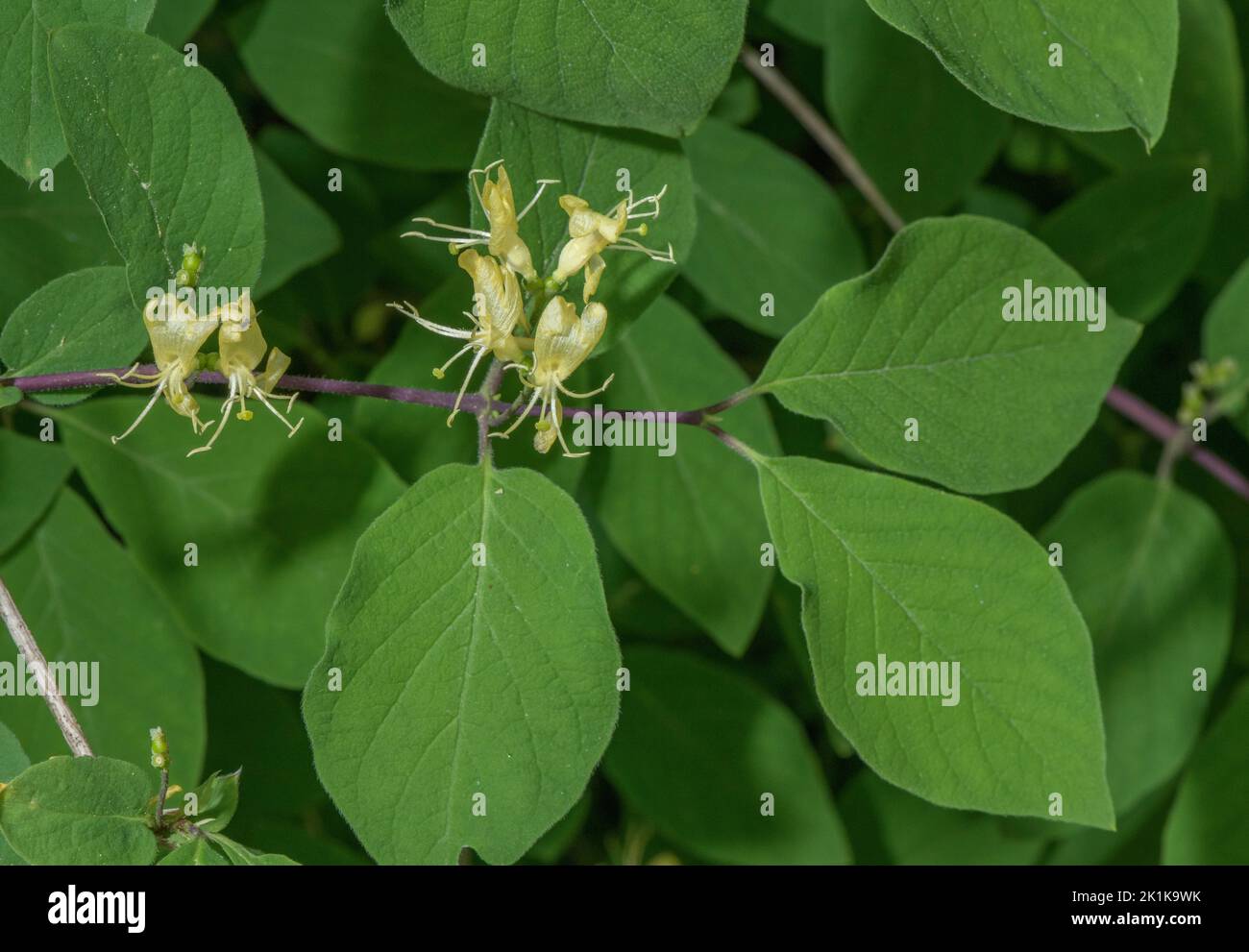 Fly honeysuckle, Lonicera xylosteum, in flower in open woodland Stock ...