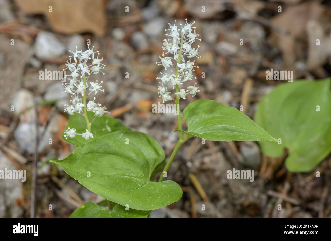 May lily, Maianthemum bifolium, in flower in limestone woodland Stock ...