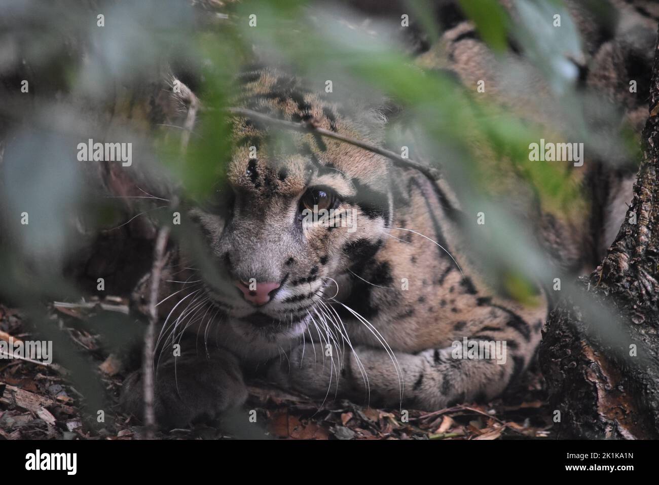 Mainland clouded leopard hi-res stock photography and images - Alamy