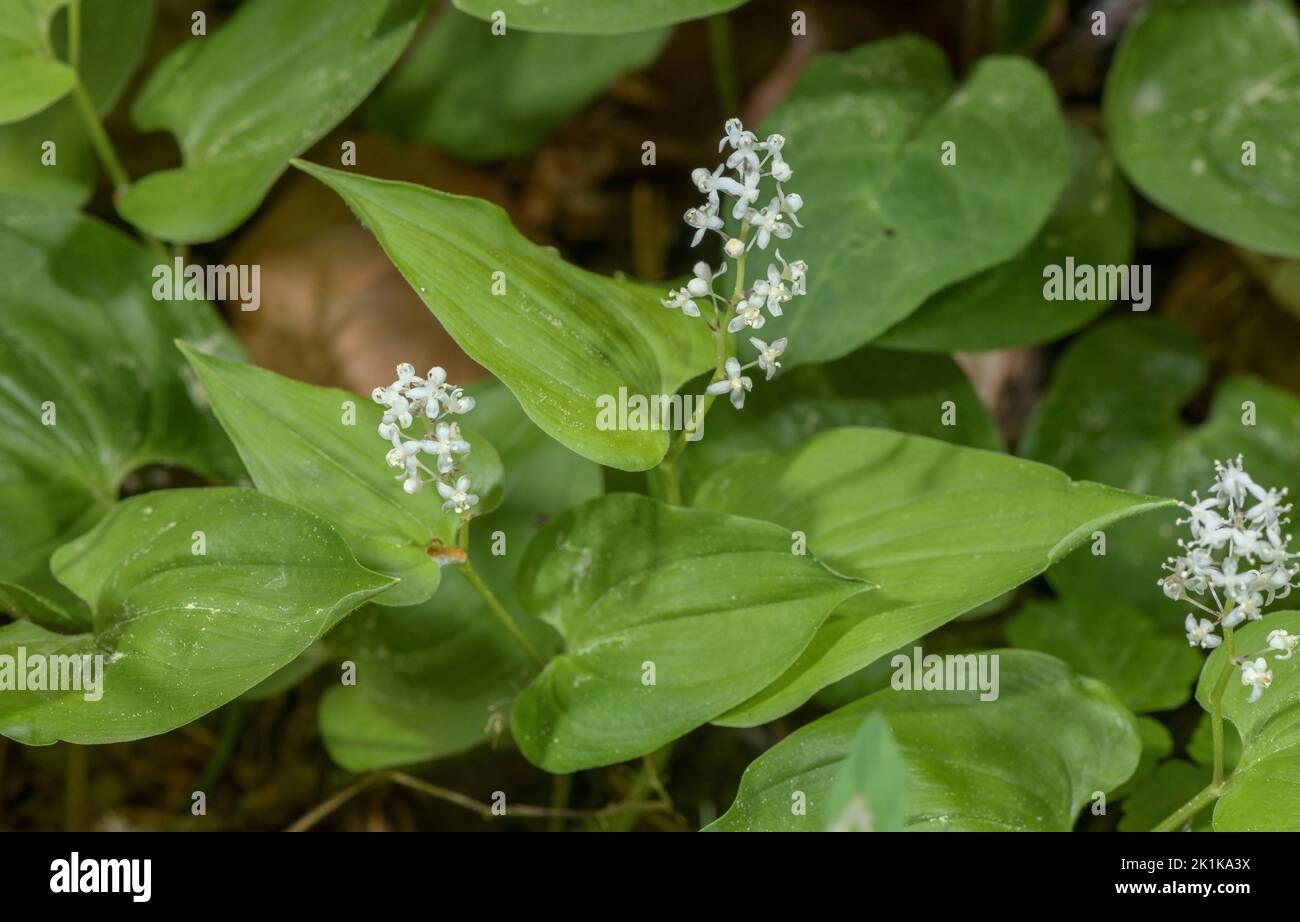 May lily, Maianthemum bifolium, in flower in limestone woodland Stock ...