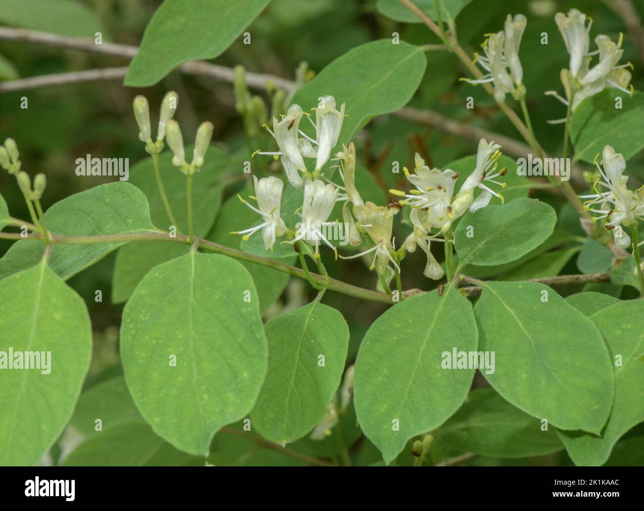 Fly honeysuckle, Lonicera xylosteum, in flower in open woodland Stock ...