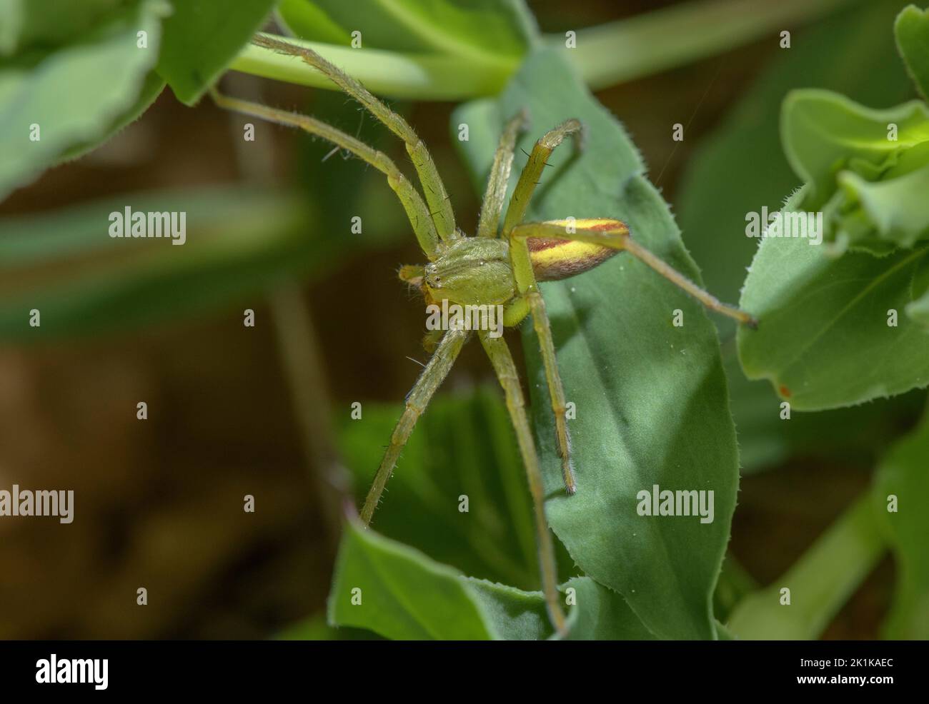 Male Green huntsman spider, Micrommata virescens in woodland clearing ...