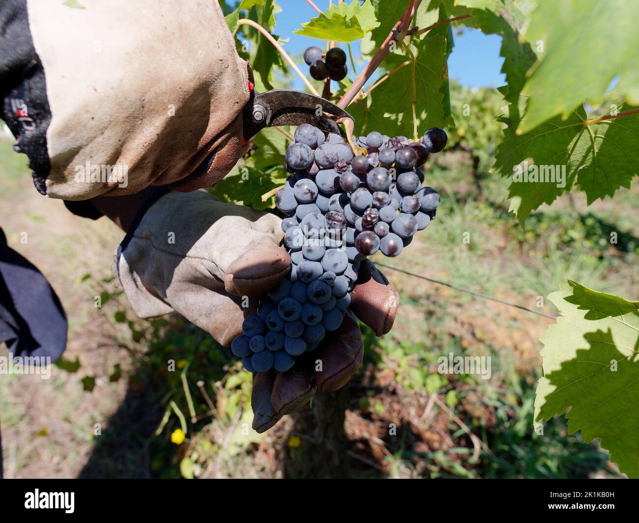 Bunch of grapes being cut with scissors during the harvest in an ...