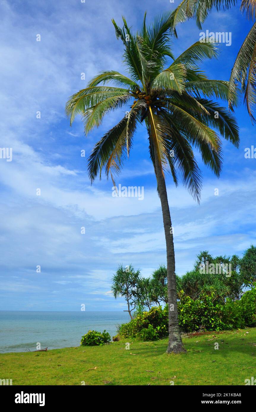 Palm tree on a tropical beach, Bengkulu, Sumatra, Indonesia Stock Photo ...