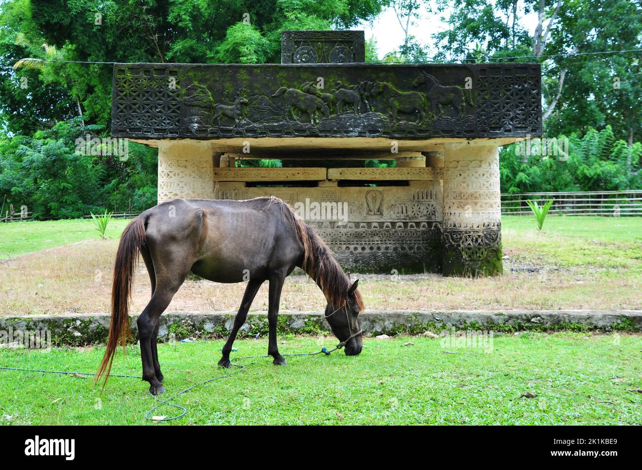 Horse grazing by an old traditional stone house, Sumba Island, Lesser ...