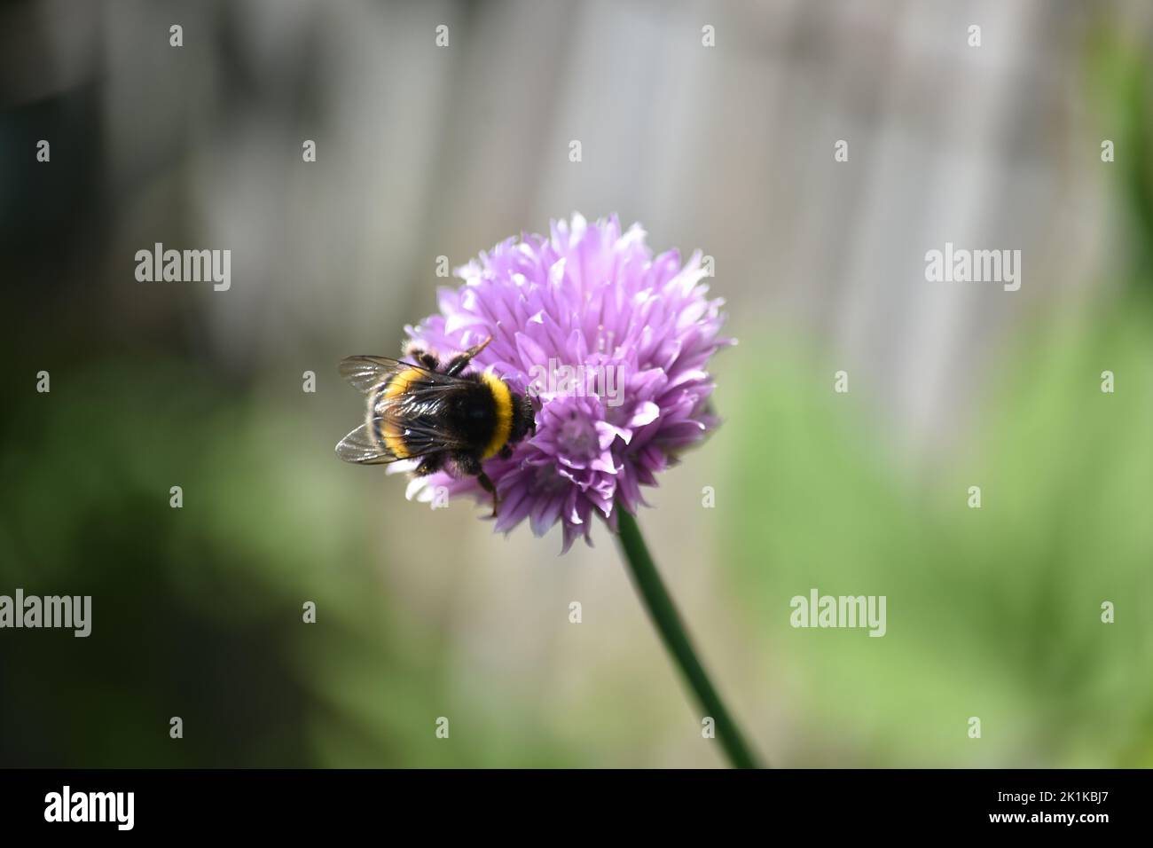 Bumble bee chive Stock Photo - Alamy