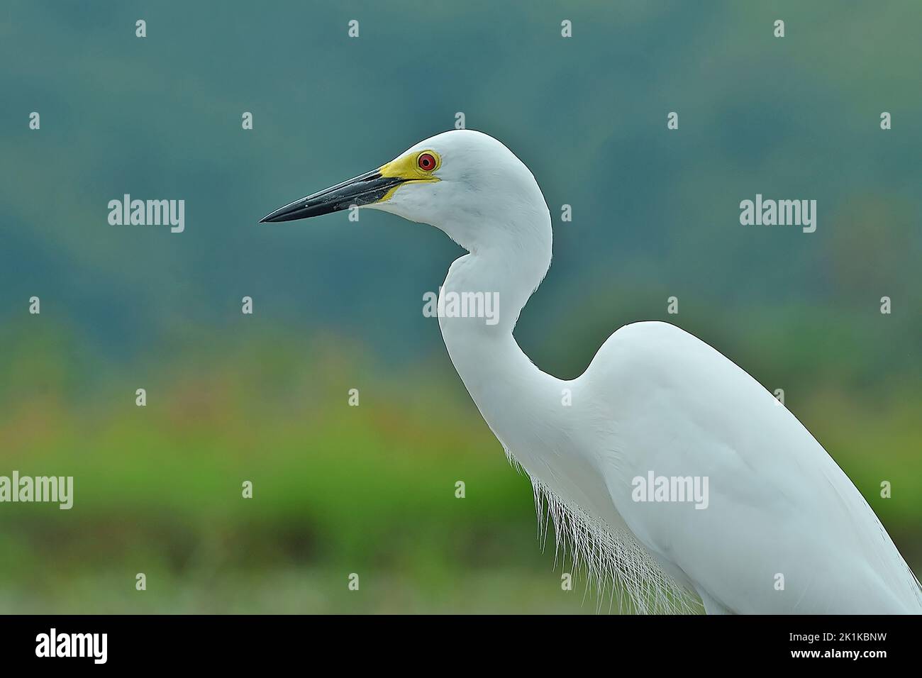 Profile portrait of a Great white egret in a paddy field, Indonesia Stock Photo - Alamy