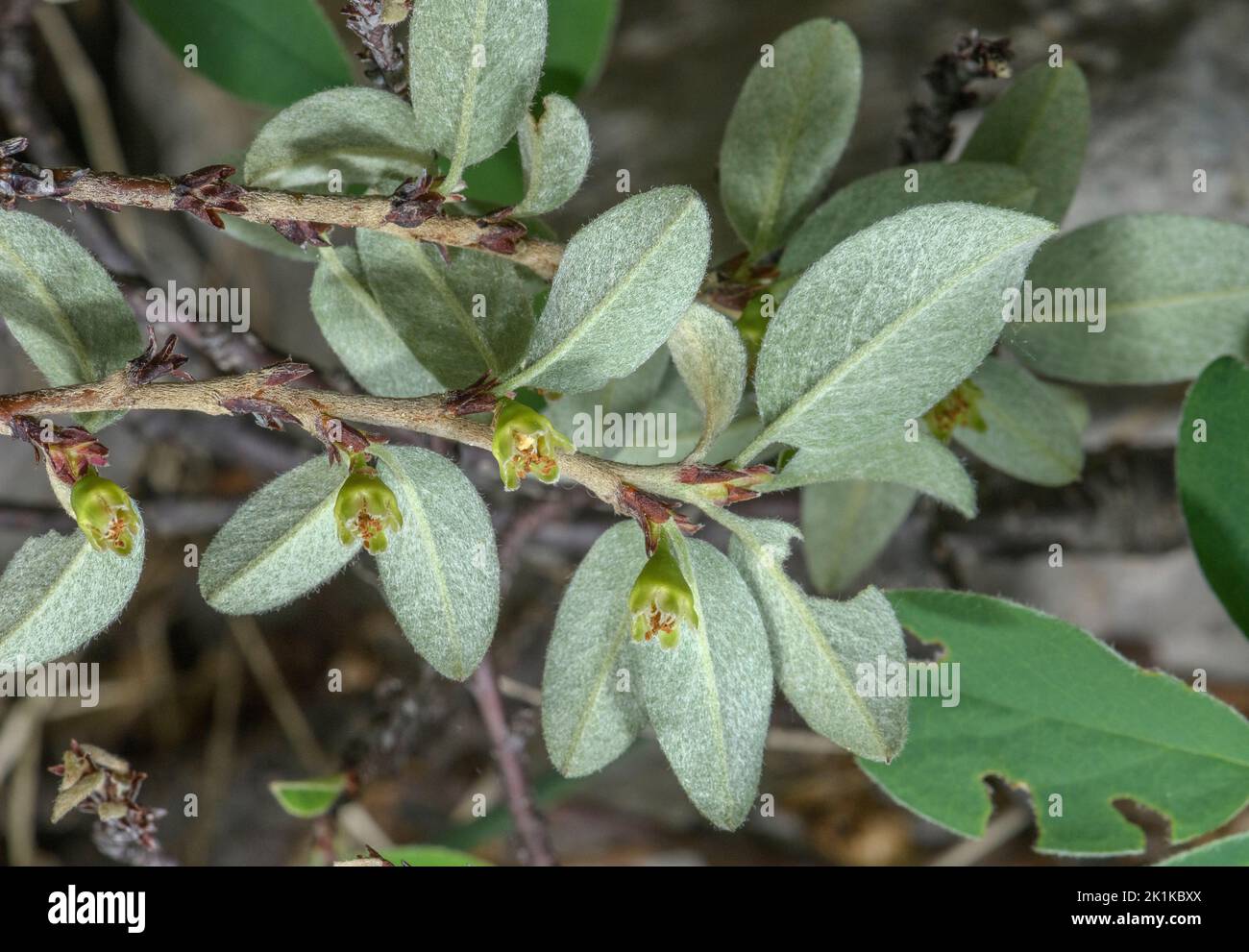 Common cotoneaster, Cotoneaster integerrimus, in flower in rocky ...