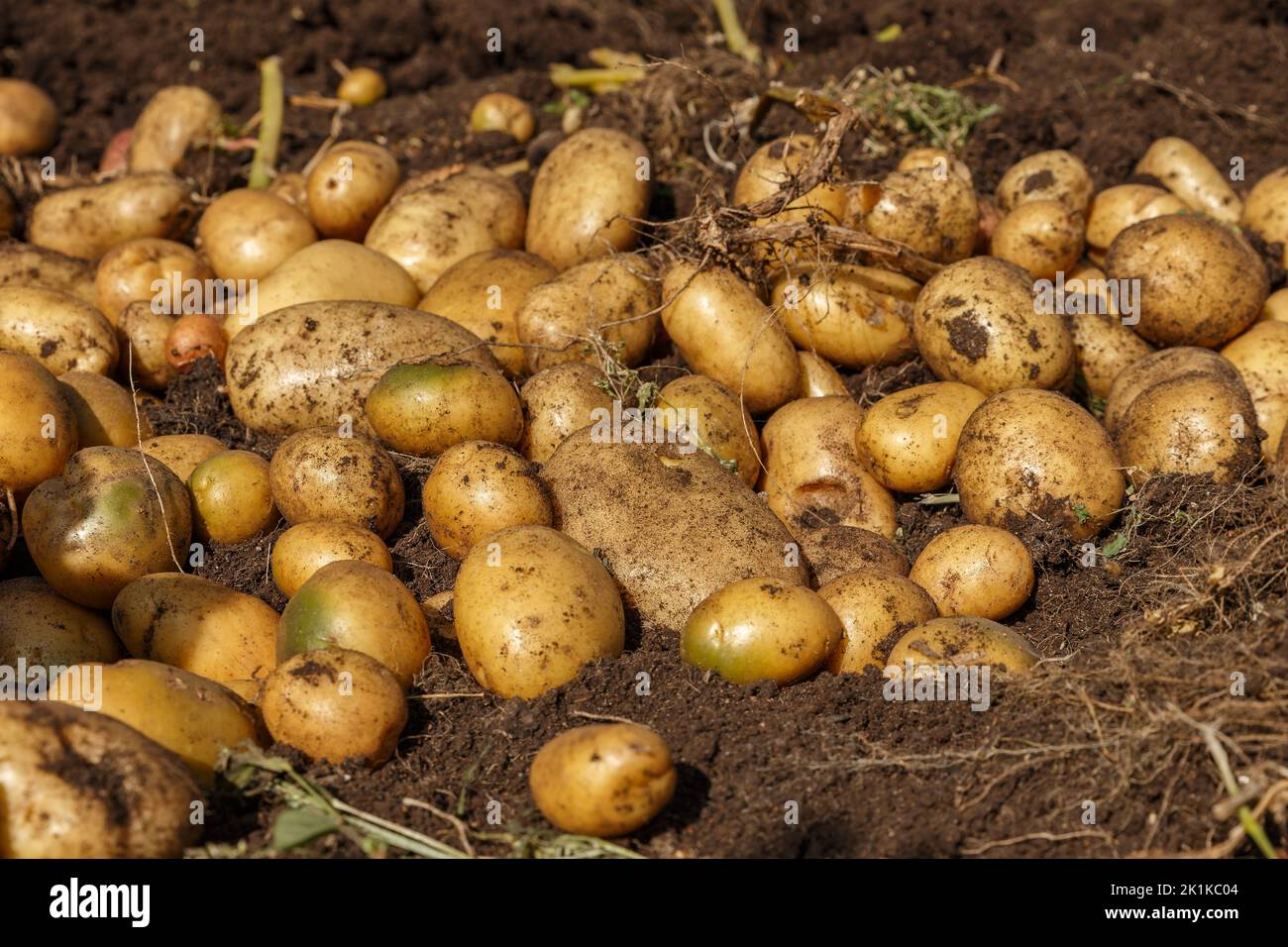 Pile of newly harvested potatoes on field. Harvesting potato roots from soil in homemade garden ...