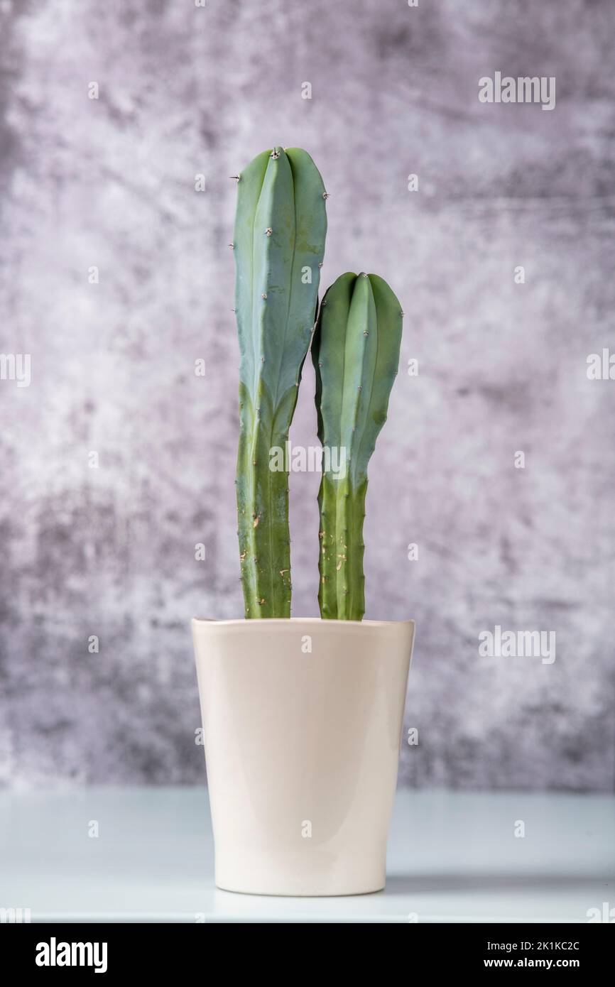 Pretty double cereus cactus with needle-sharp spikes in a porcelain pot ...