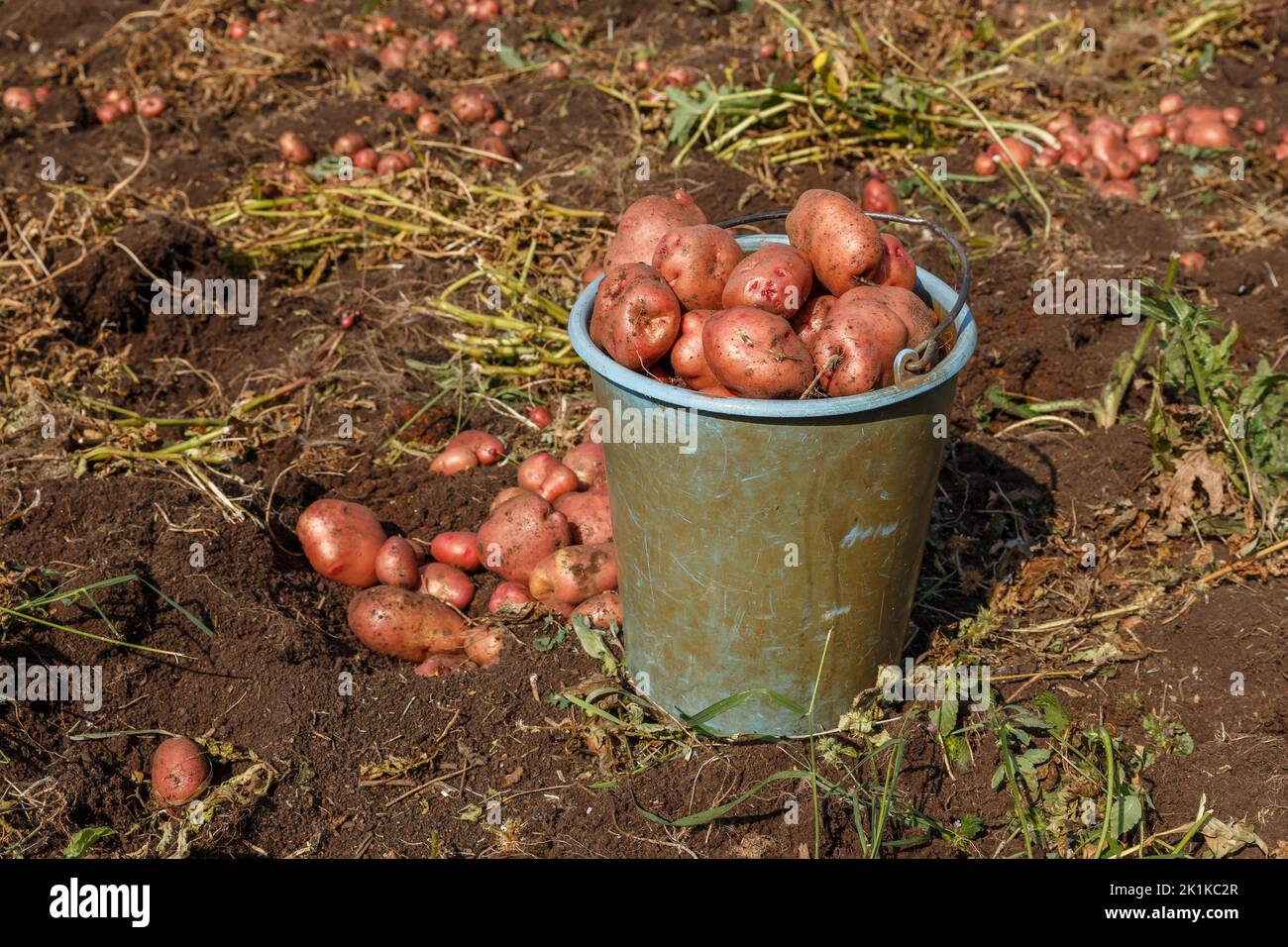 Full bucket of potatoes standing in the field. Harvesting potatoes in ...