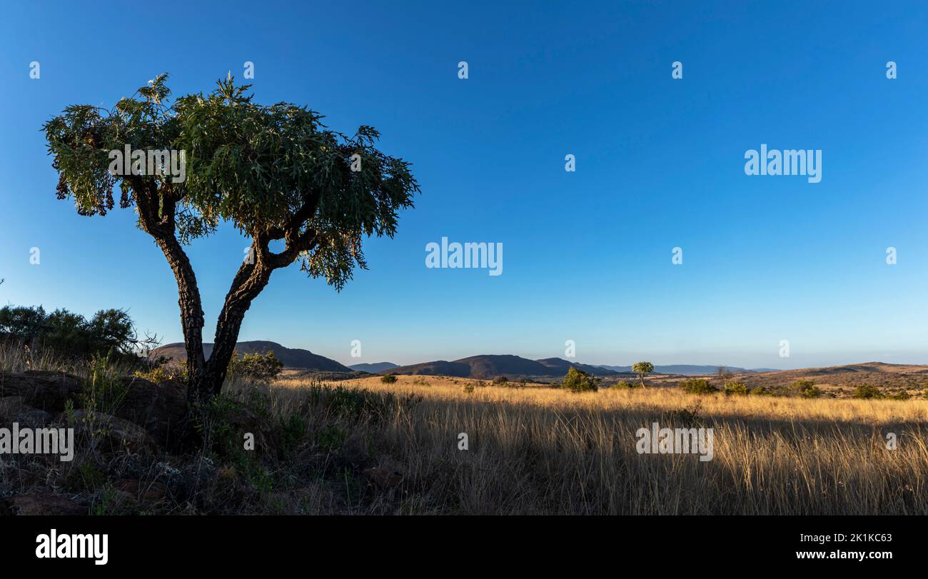 Green cabbage tree against clear blue sky Magaliesberg South Africa ...