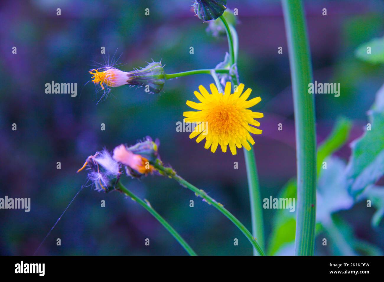 Need more wildflowers hi-res stock photography and images - Alamy