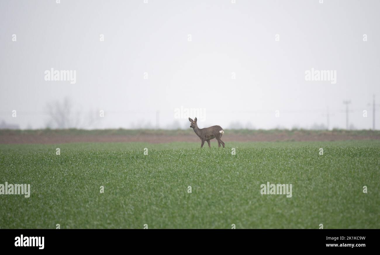 Roe deer in a field with young grain. Game in a rainy spring day on ...