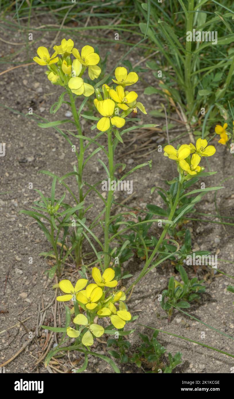 Flowering treacle mustard hi-res stock photography and images - Alamy