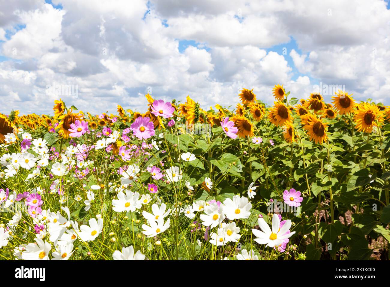 Cosmos south africa hi-res stock photography and images - Alamy