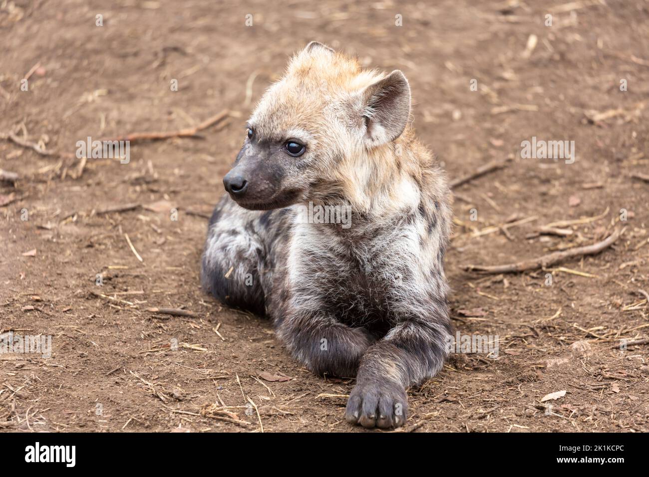 Lone Hyena cub laying on the ground Kruger NP South Africa Stock Photo ...