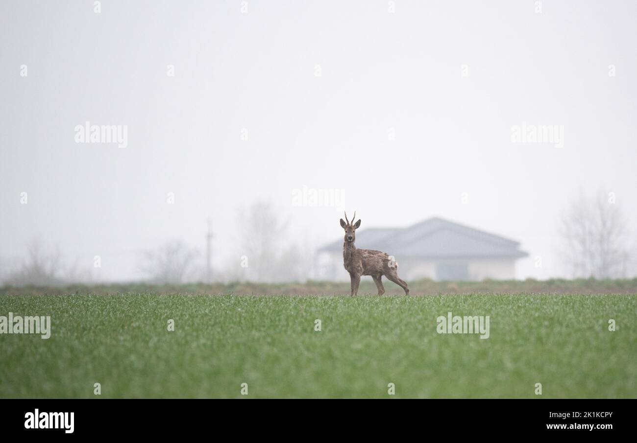 Roe deer in a field with young grain. Game in a rainy spring day on ...