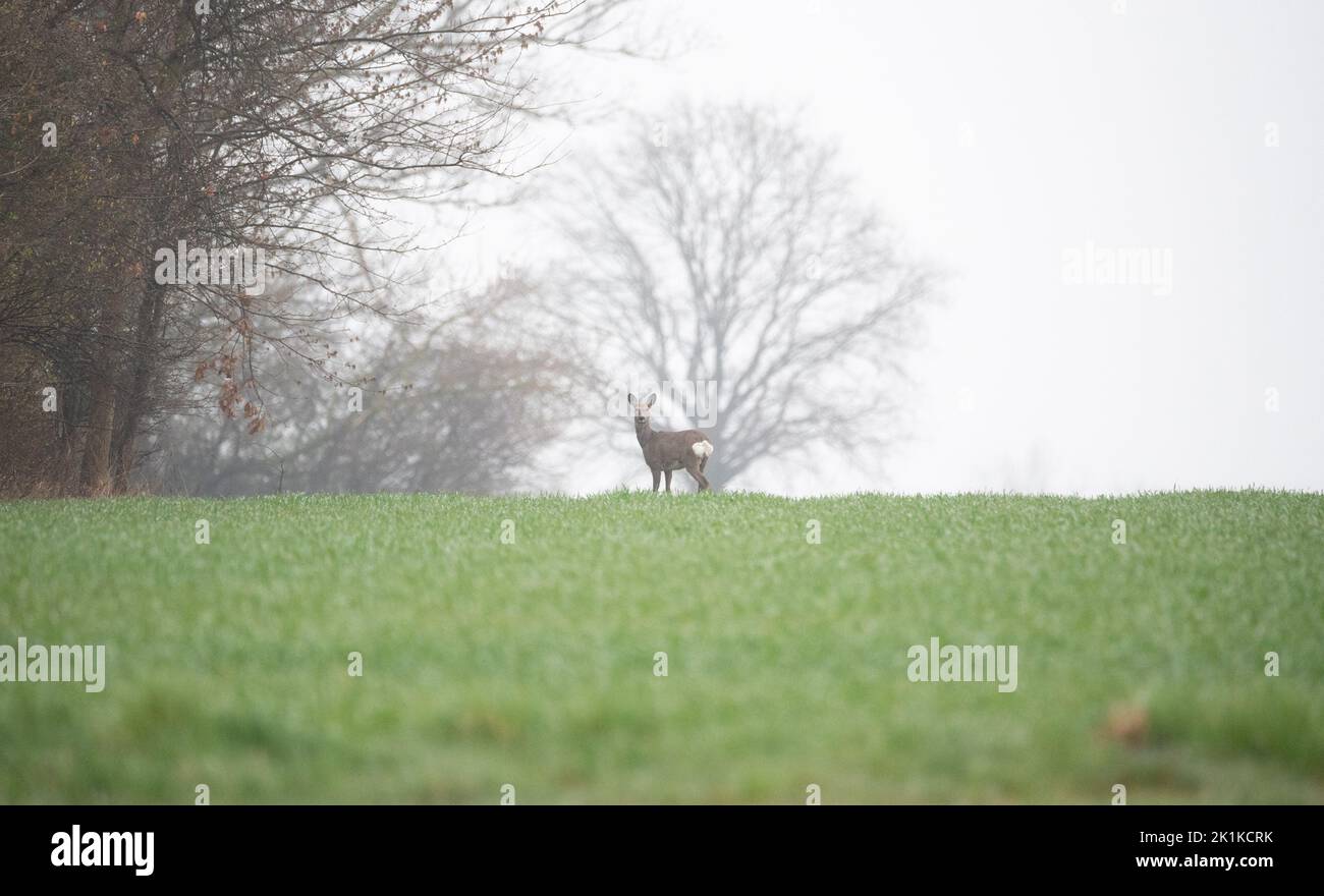 Roe deer in a field with young grain. Game in a rainy spring day on ...
