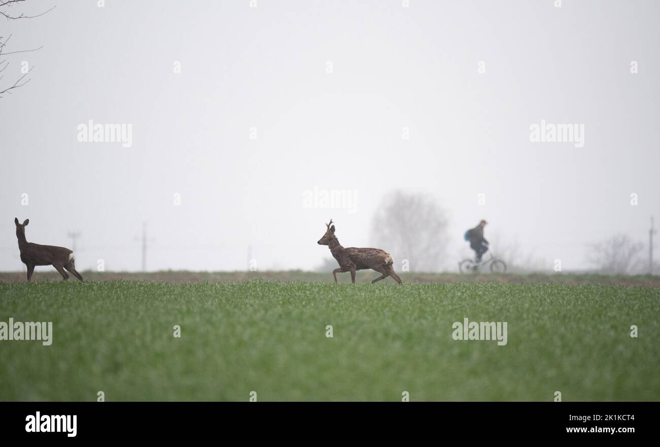 Roe deer in a field with young grain. Game in a rainy spring day on ...