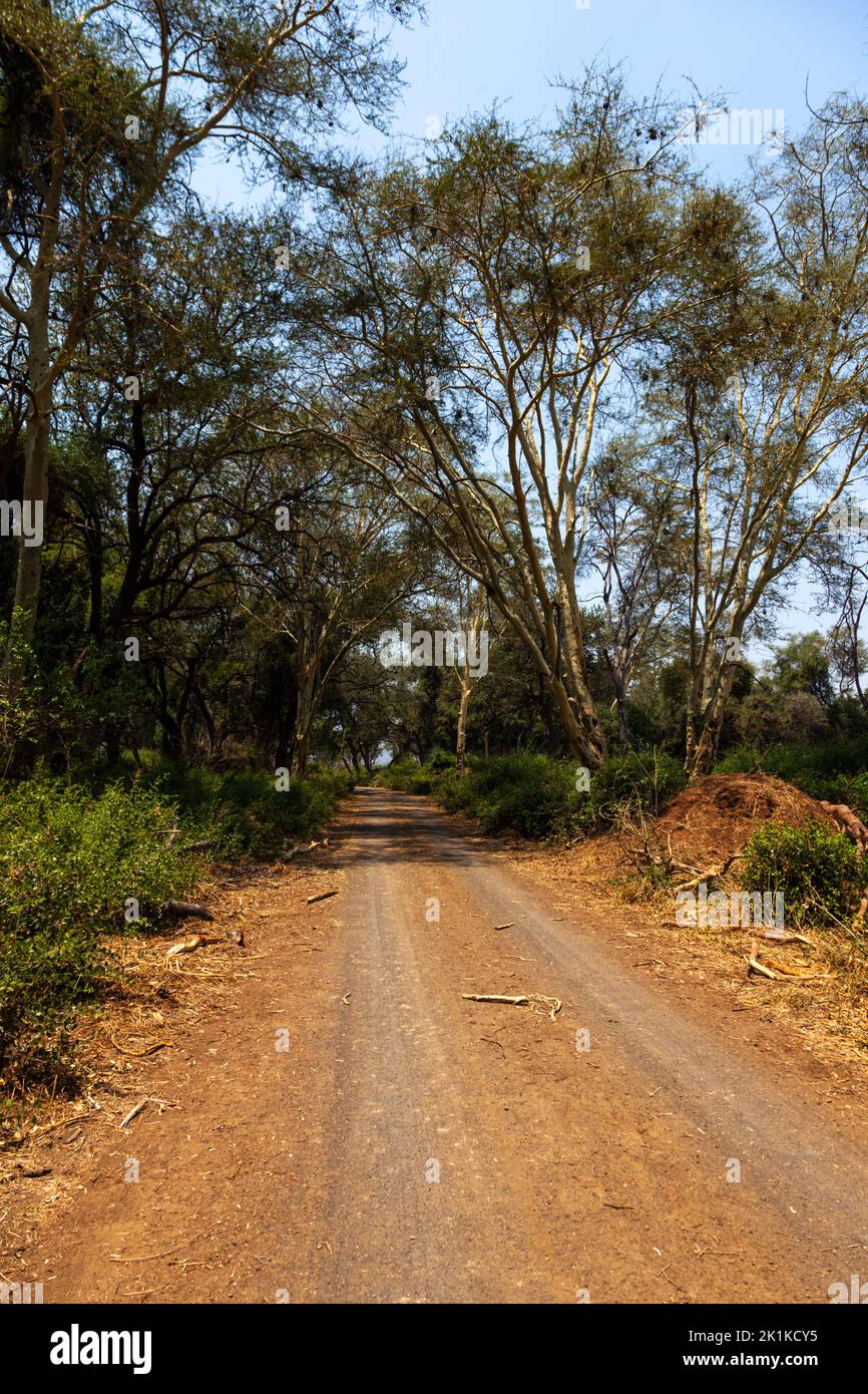 Fever tree forest hi-res stock photography and images - Alamy