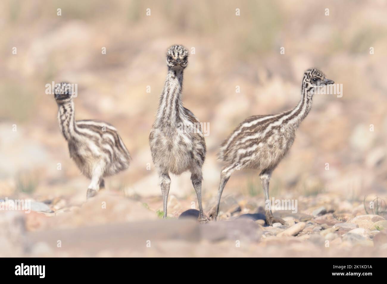 Three wild emu chicks (Dromaius novaehollandiae) in stony habitat ...