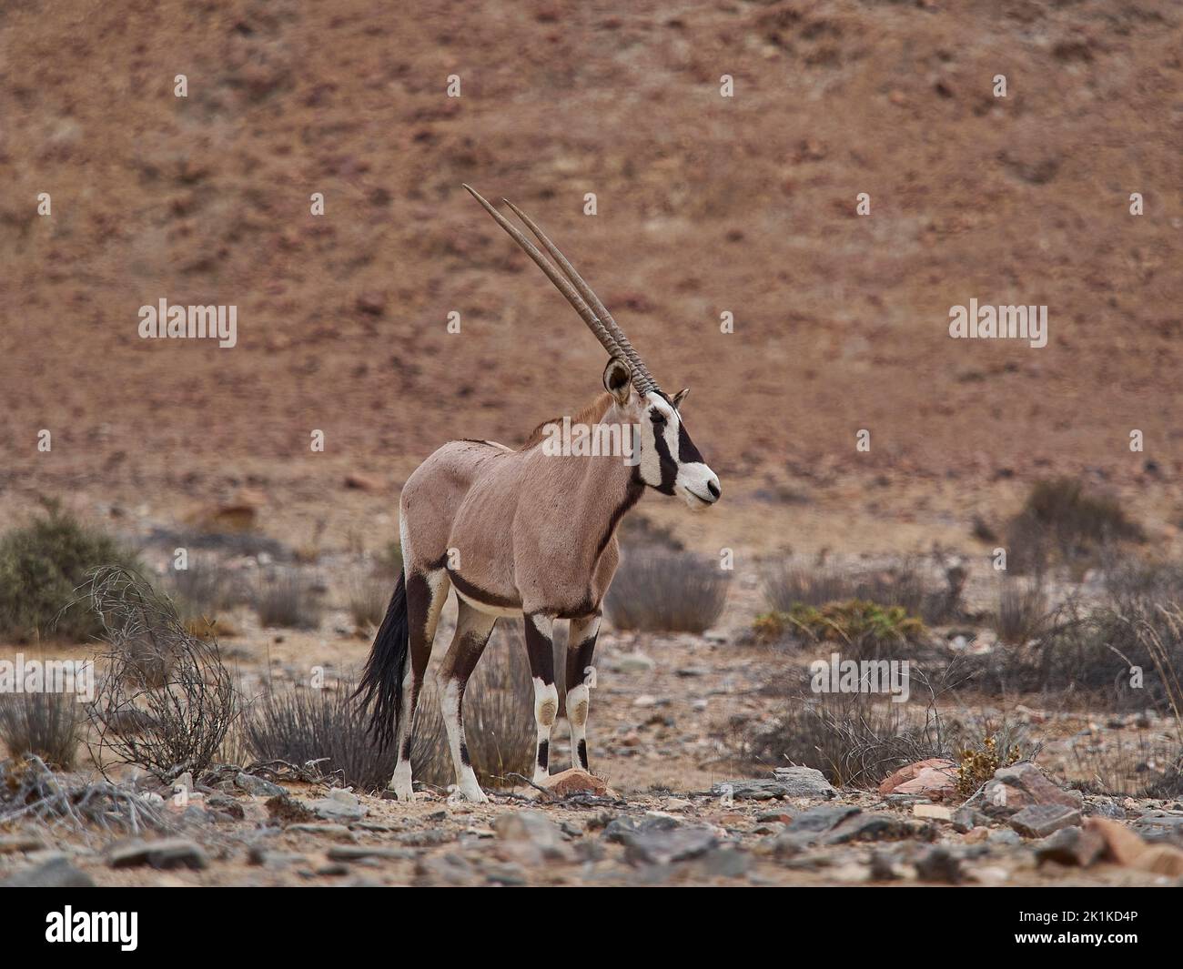Oryx antelope Gemsbok grazing in Hoanib ephemeral river bed Namibia ...
