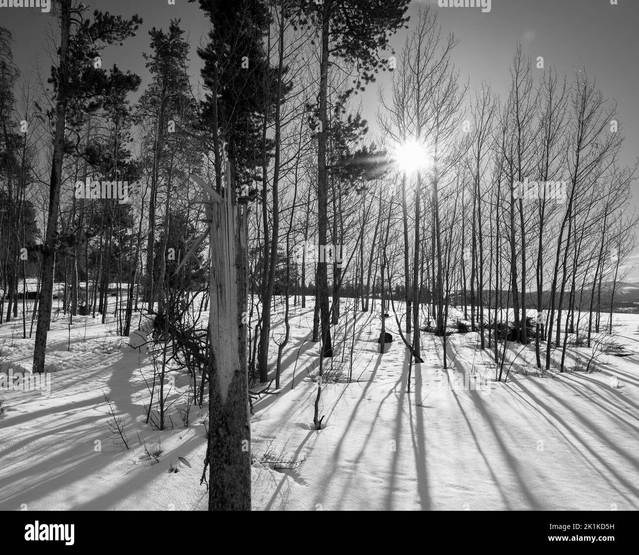 A monochrome shot of deciduous trees with shadows on the snow and a sun ...