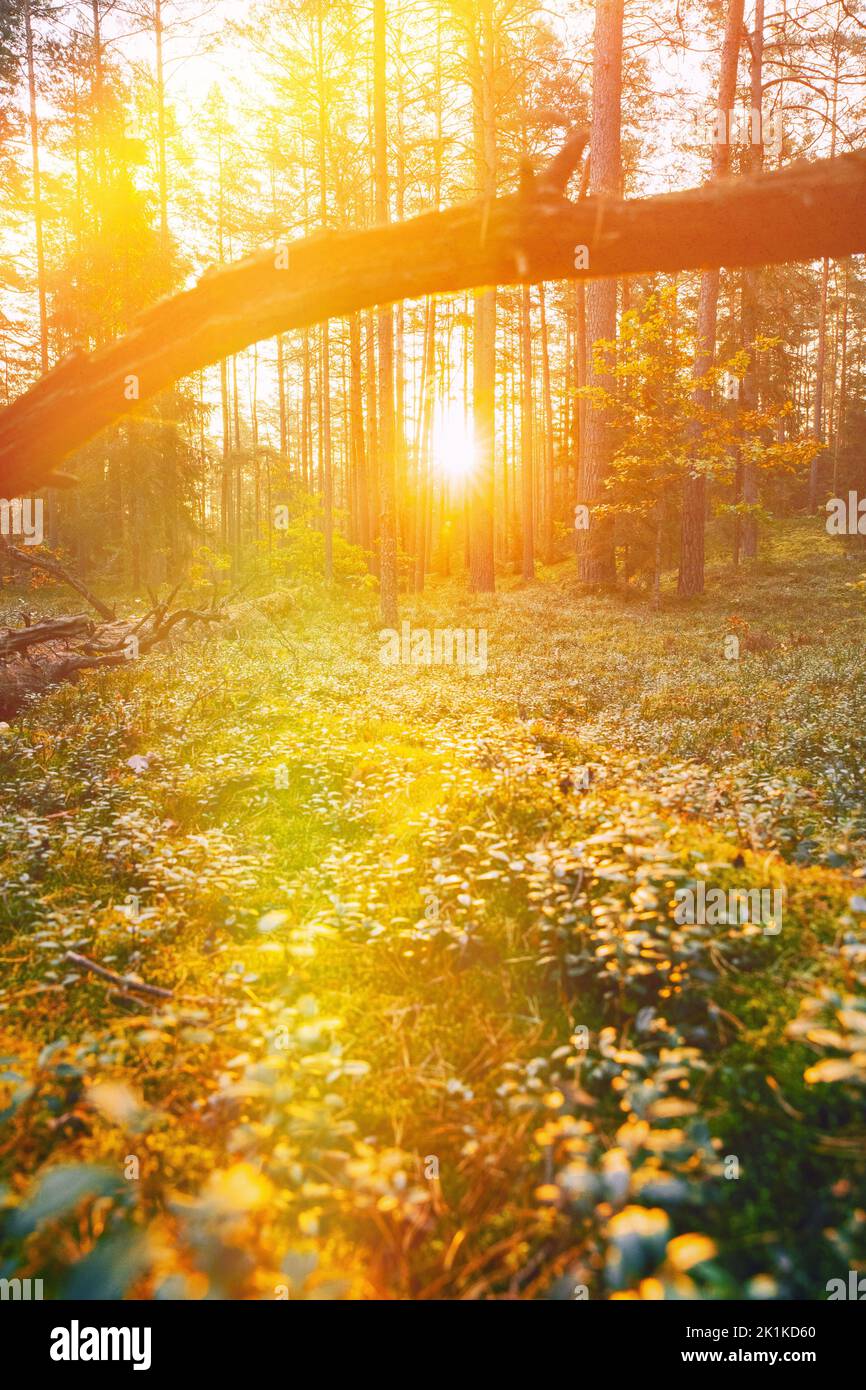 Bright Sunshine. Sunset Sunrise In Summer Forest Trees. Autumn Season ...
