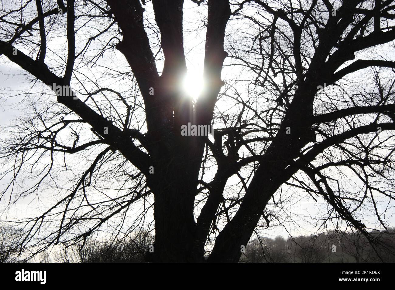 Sun shining through the tree branches Stock Photo - Alamy