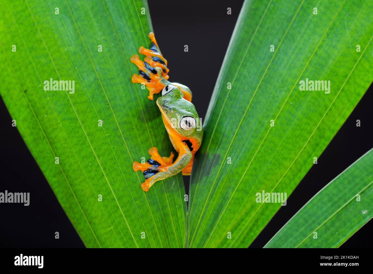 Overhead view of a tree frog on a leaf, Indonesia Stock Photo - Alamy