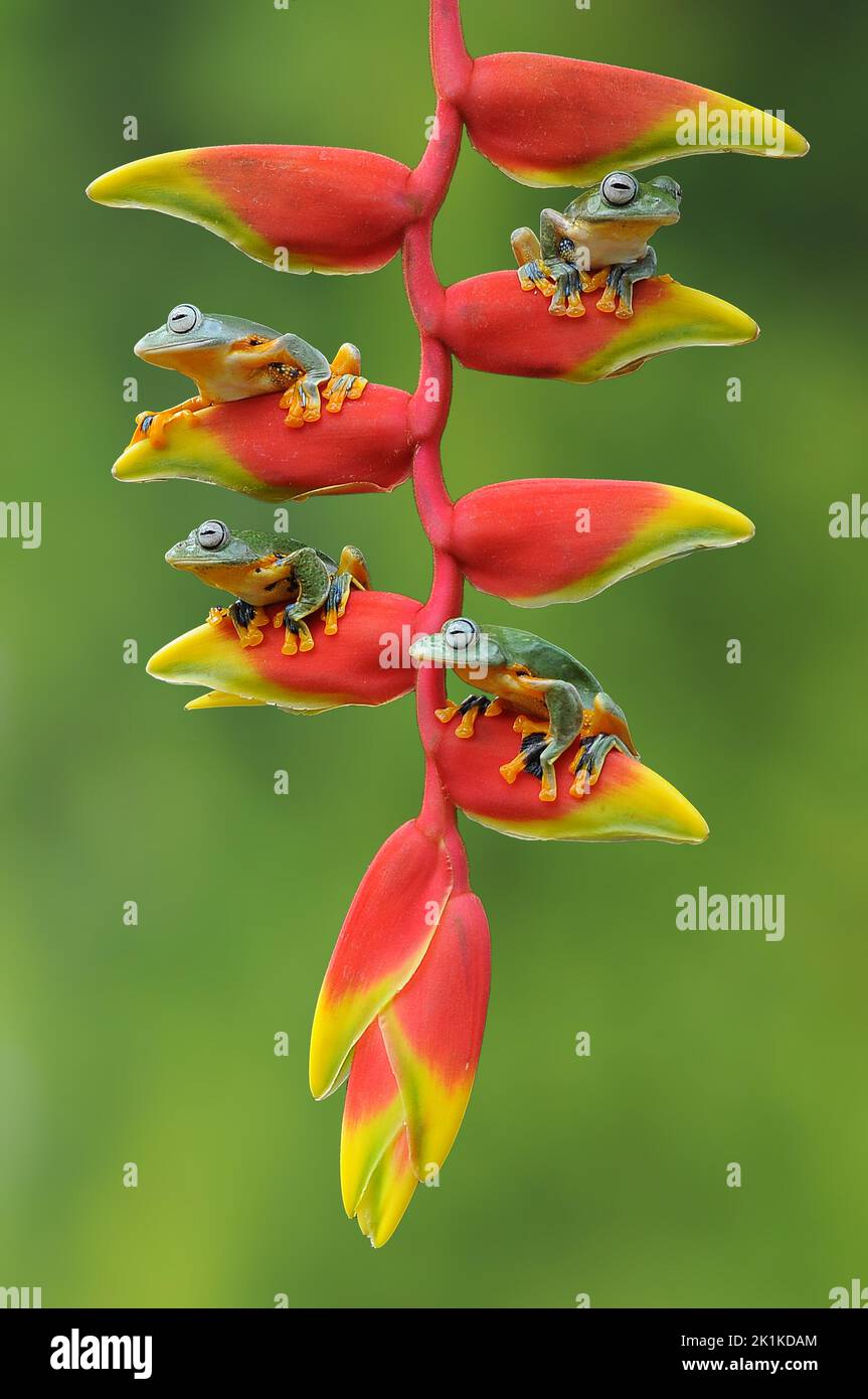 Four dumpy tree frogs on a heliconia plant, Indonesia Stock Photo - Alamy