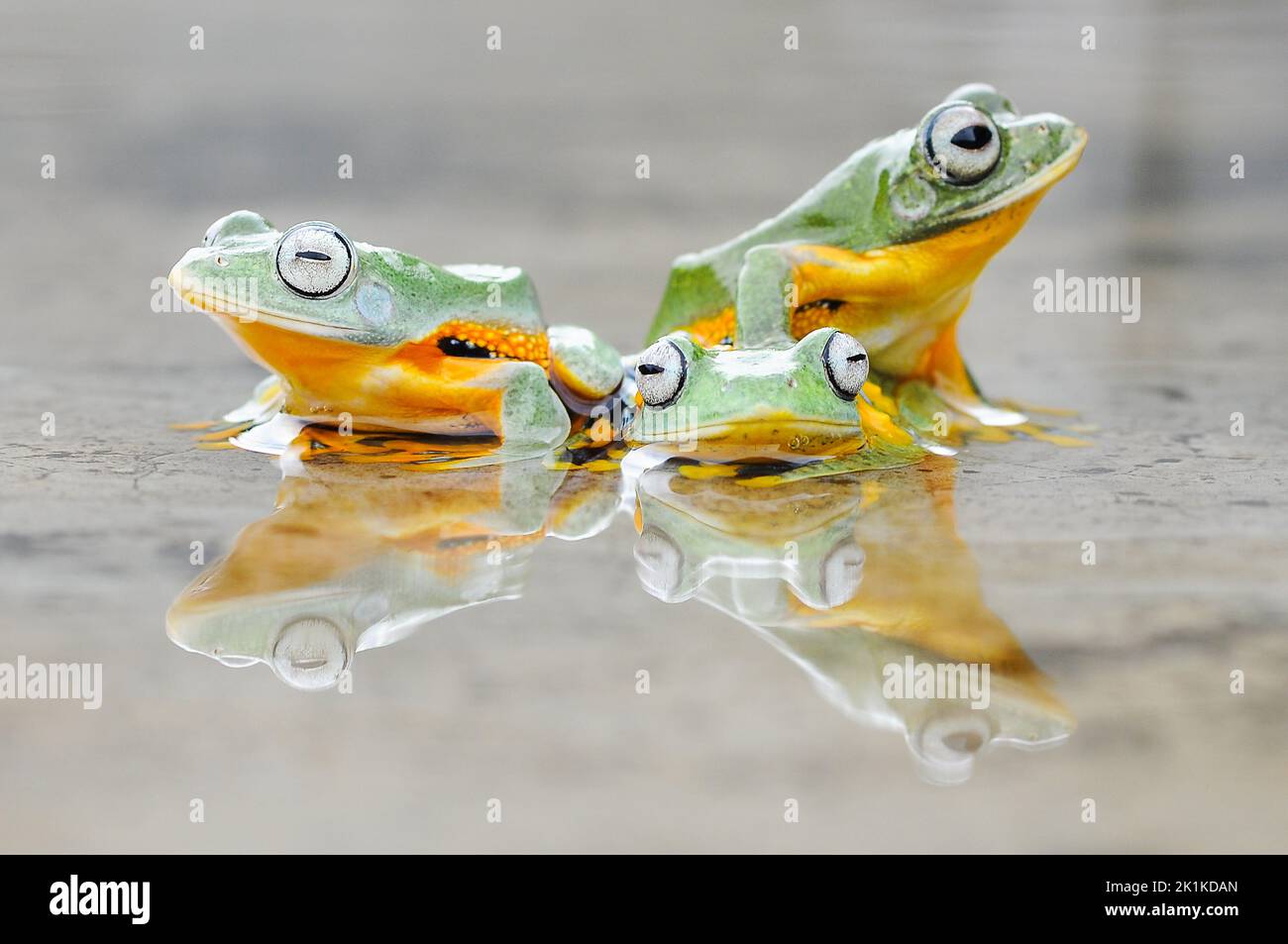 Three tree frogs sitting in a puddle looking in different directions ...