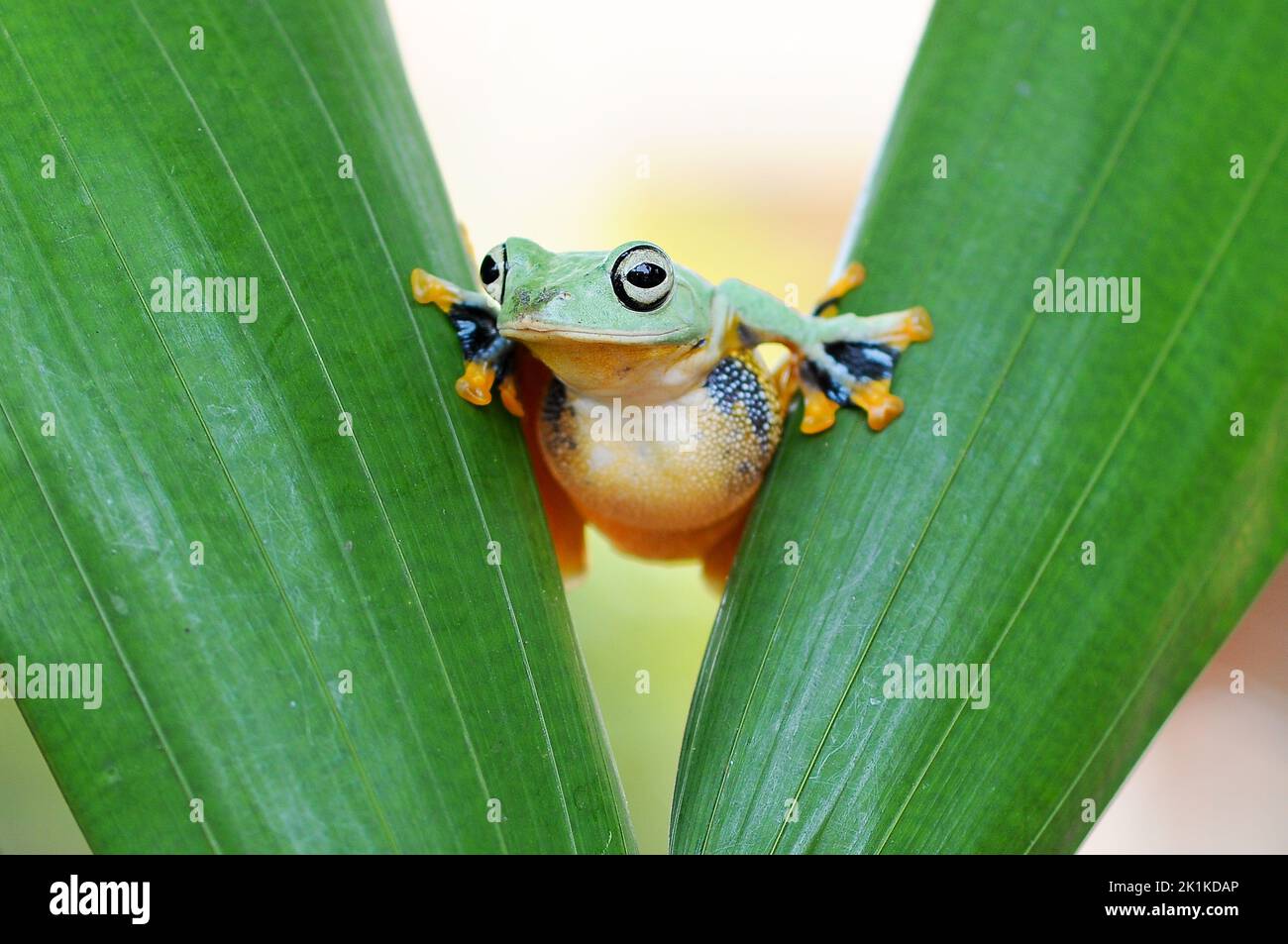 Close-up of a tree frog sitting between two leaves, Indonesia Stock ...