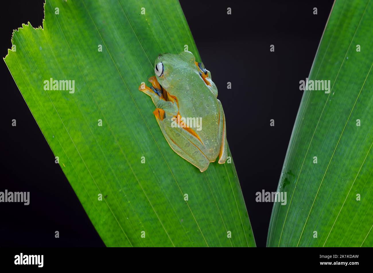 Overhead view of a tree frog on a leaf, Indonesia Stock Photo - Alamy