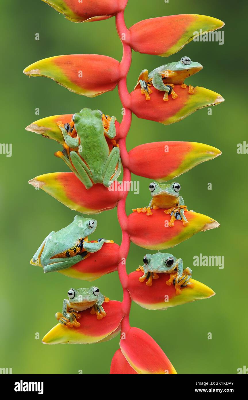 Six dumpy tree frogs on a heliconia plant, Indonesia Stock Photo - Alamy