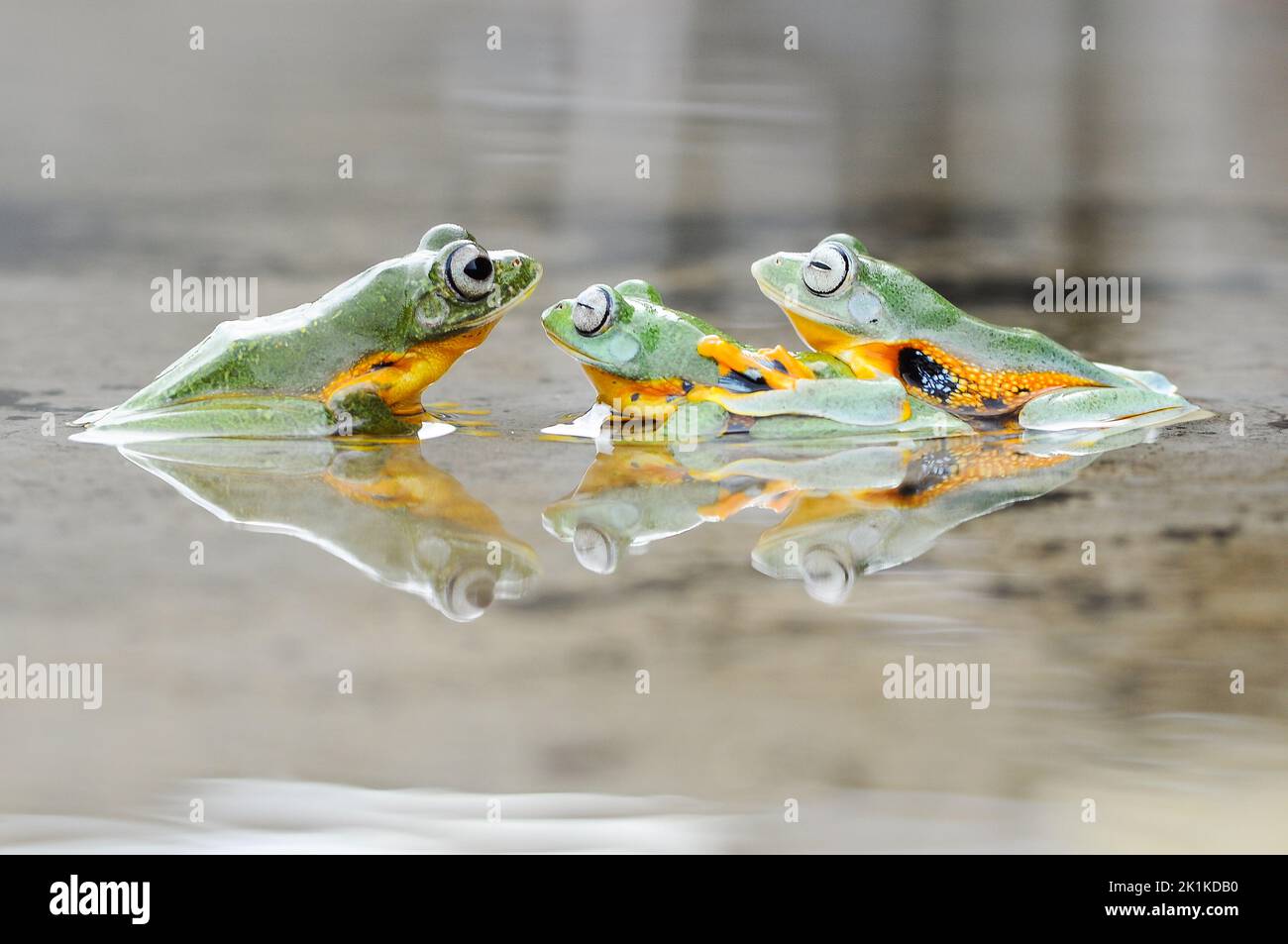 Three tree frogs sitting in a puddle, Indonesia Stock Photo - Alamy
