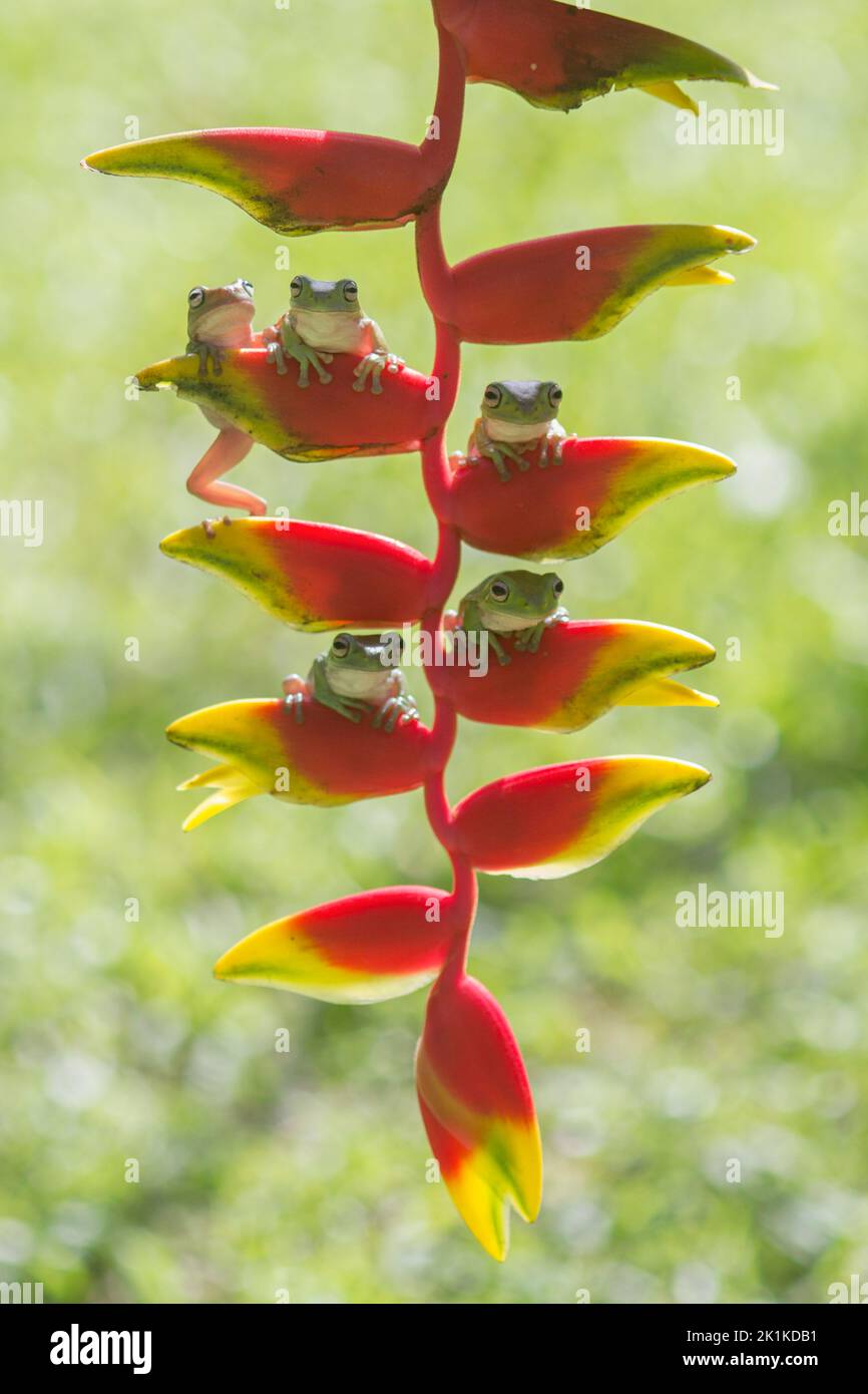 Five dumpy tree frogs on a heliconia plant, Indonesia Stock Photo - Alamy
