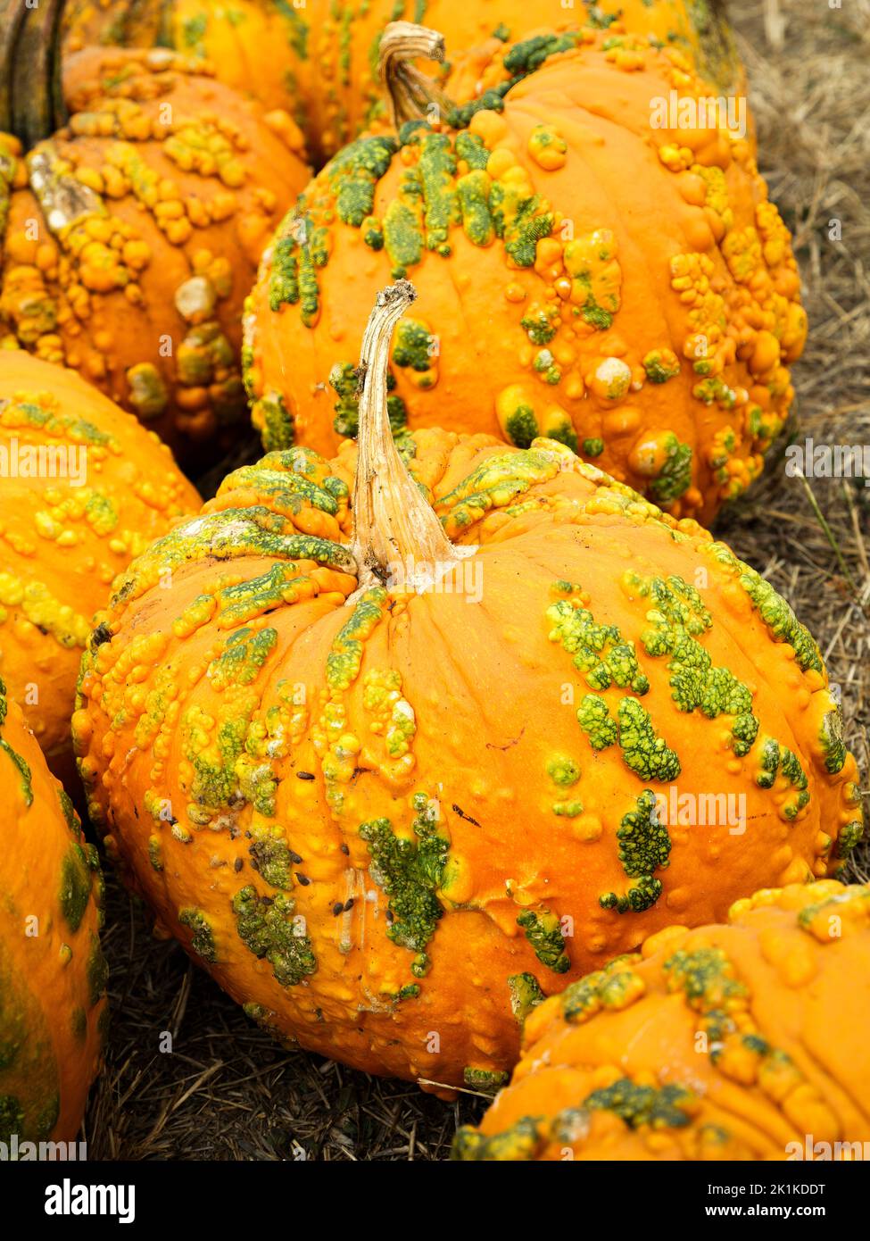 Knucklehead hi-res stock photography and images - Alamy