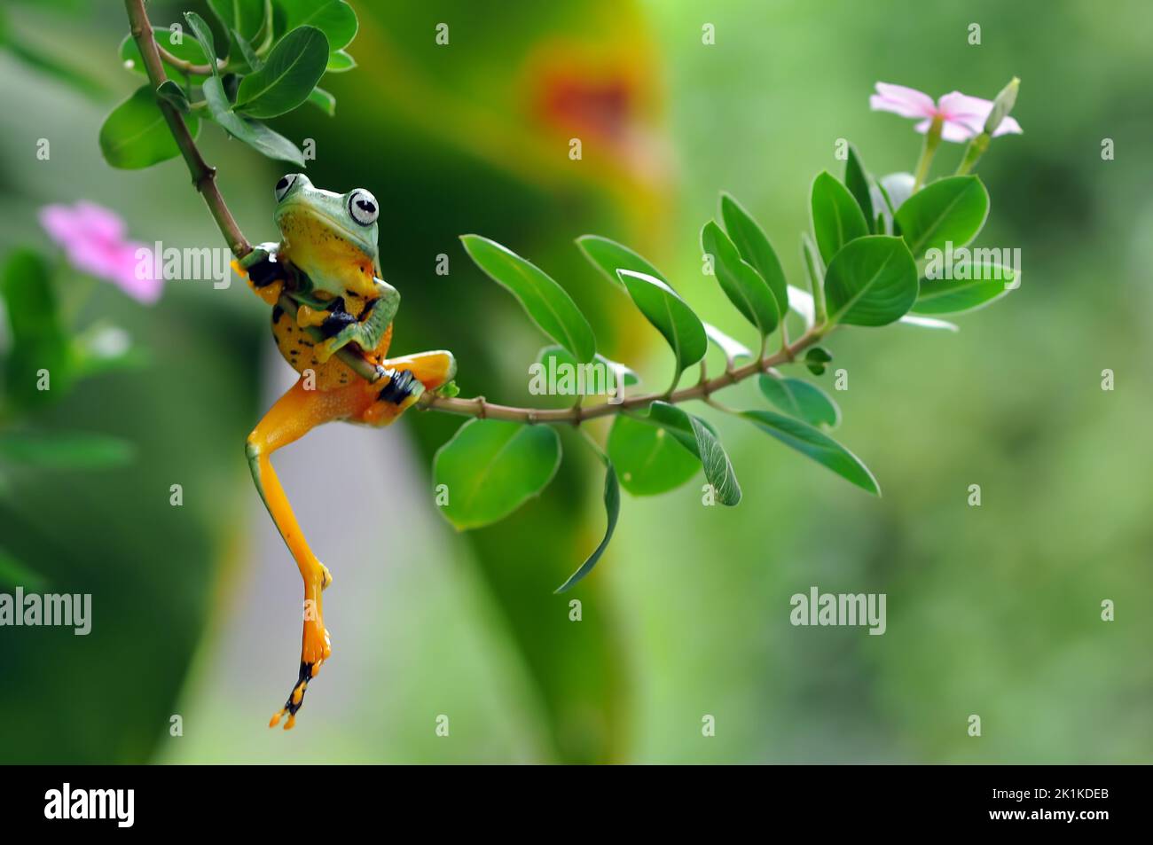 Tree frog hanging on a flowering plant, Indonesia Stock Photo - Alamy