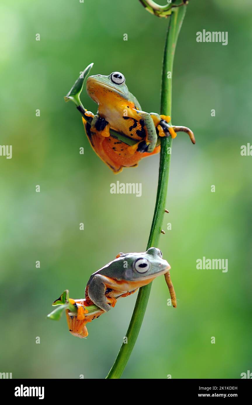 Two tree frogs sitting on a plant, Indonesia Stock Photo - Alamy
